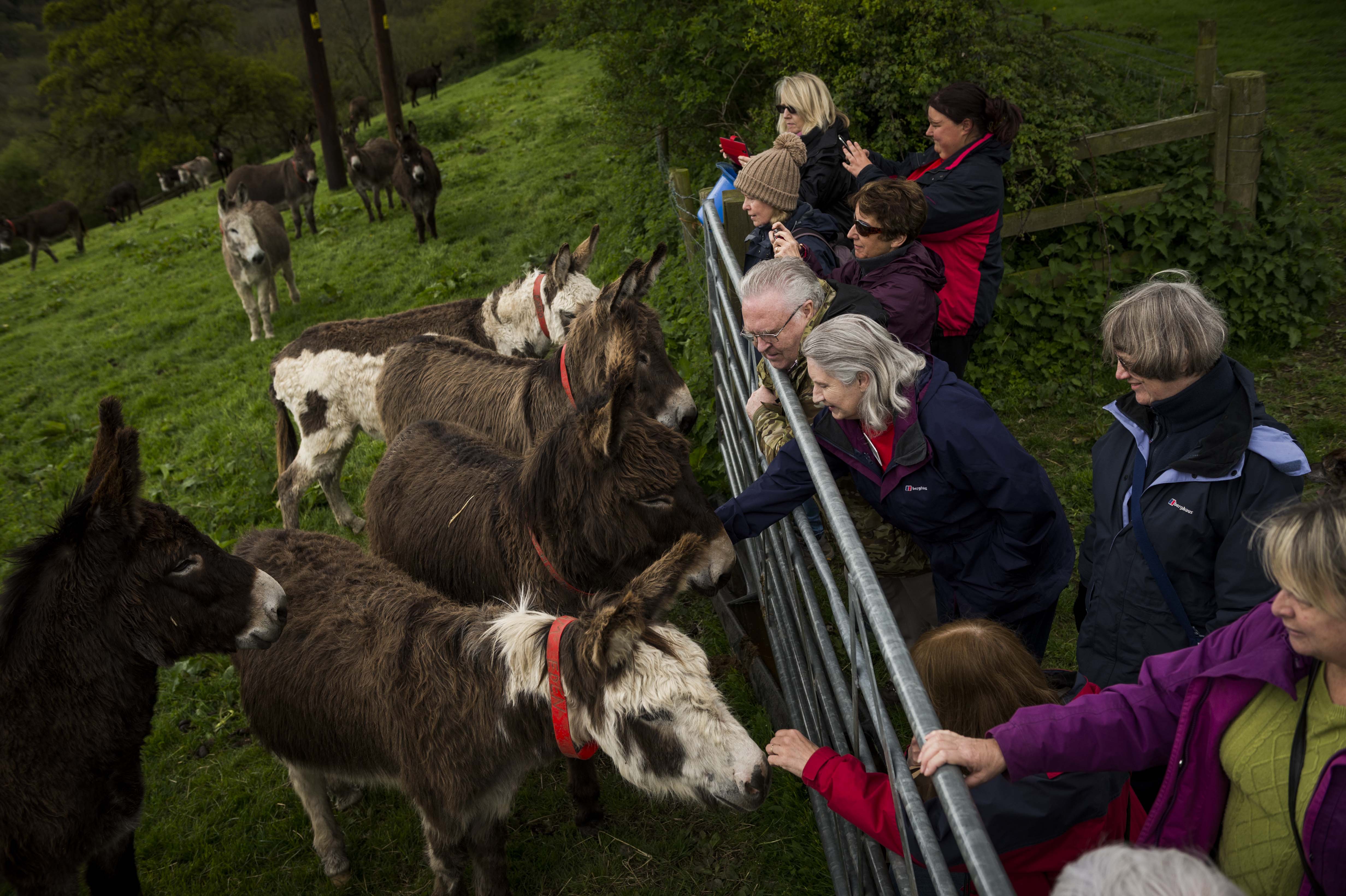 Celebrate Donkey Week at Sidmouth | The Exeter Daily