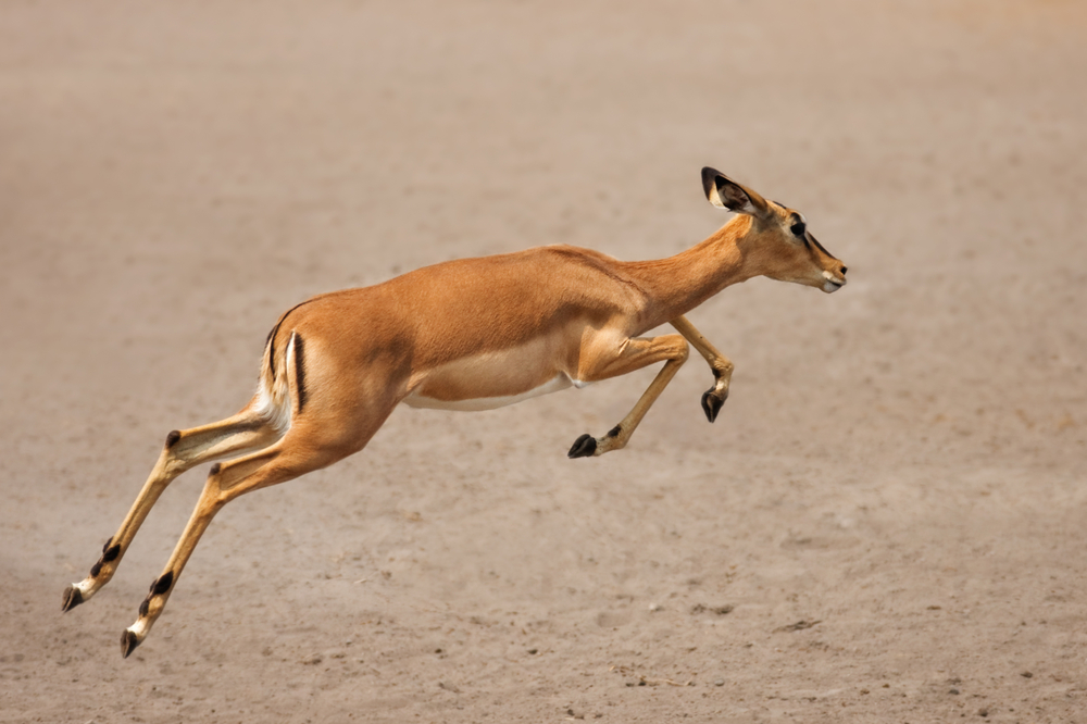 Why the African Impala Won't Jump | The Exeter Daily