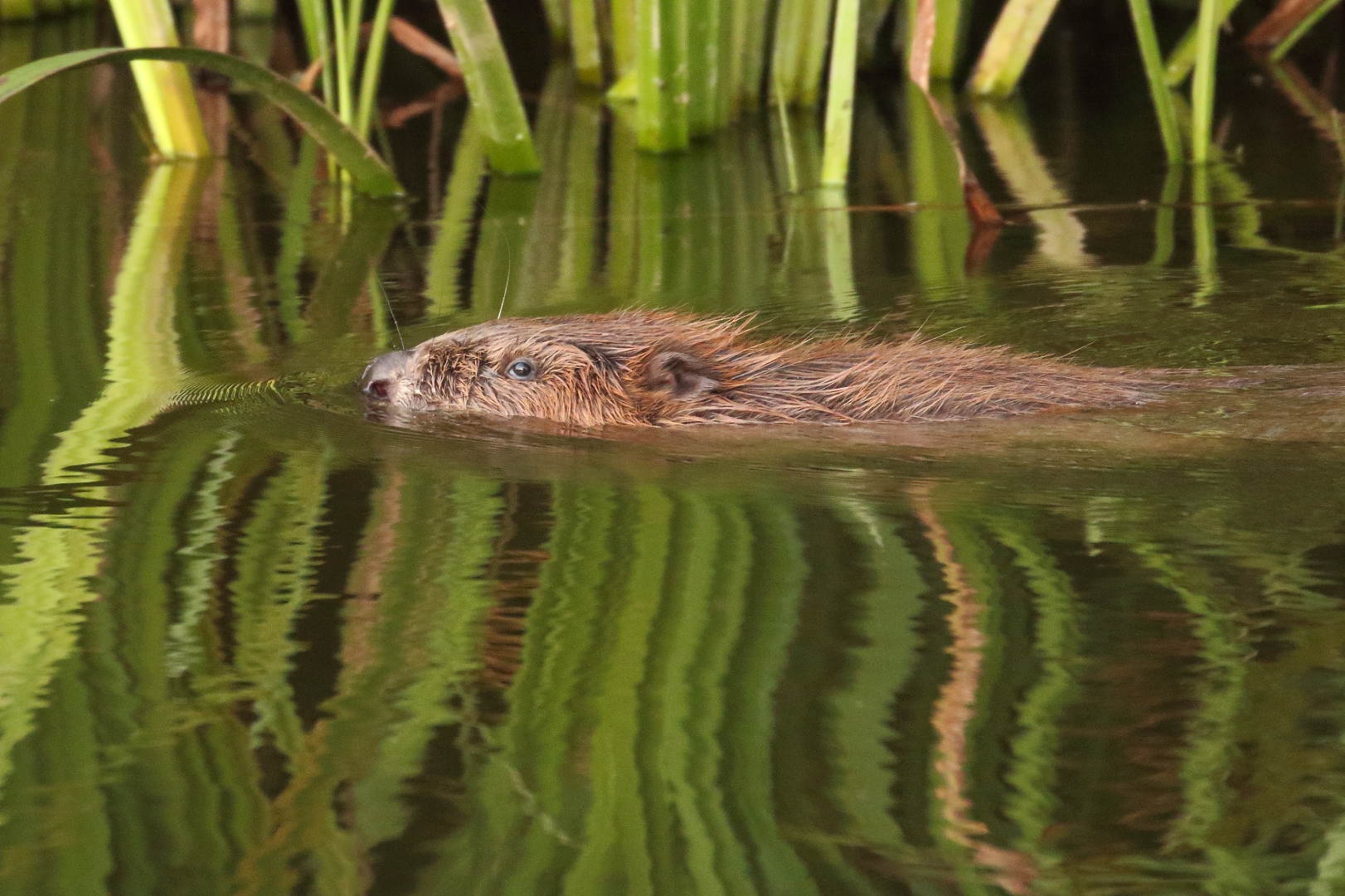TV naturalist backs call to help Devon’s wild beavers | The Exeter Daily