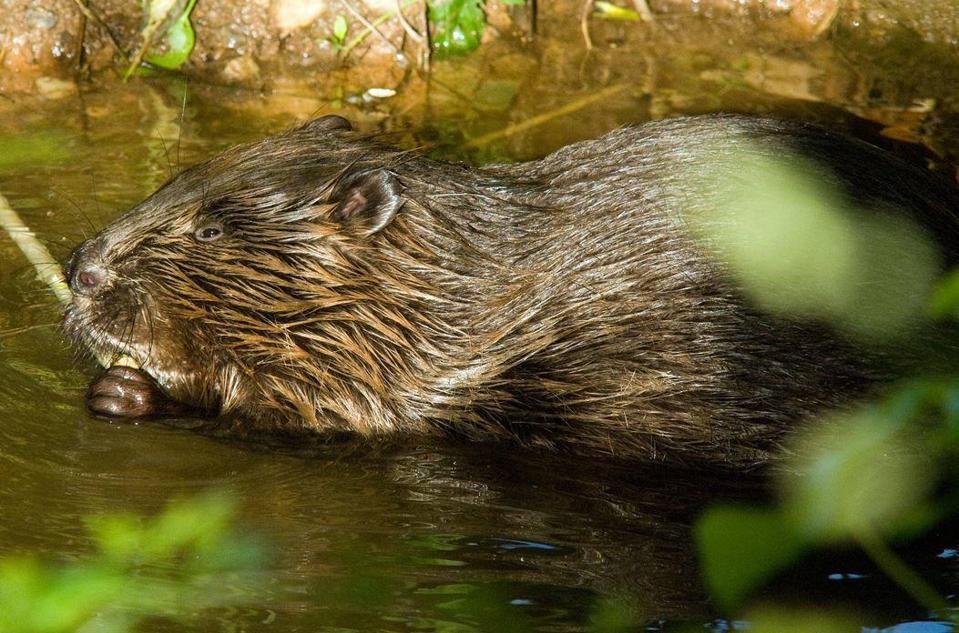 Baby boost for Devon beavers | The Exeter Daily