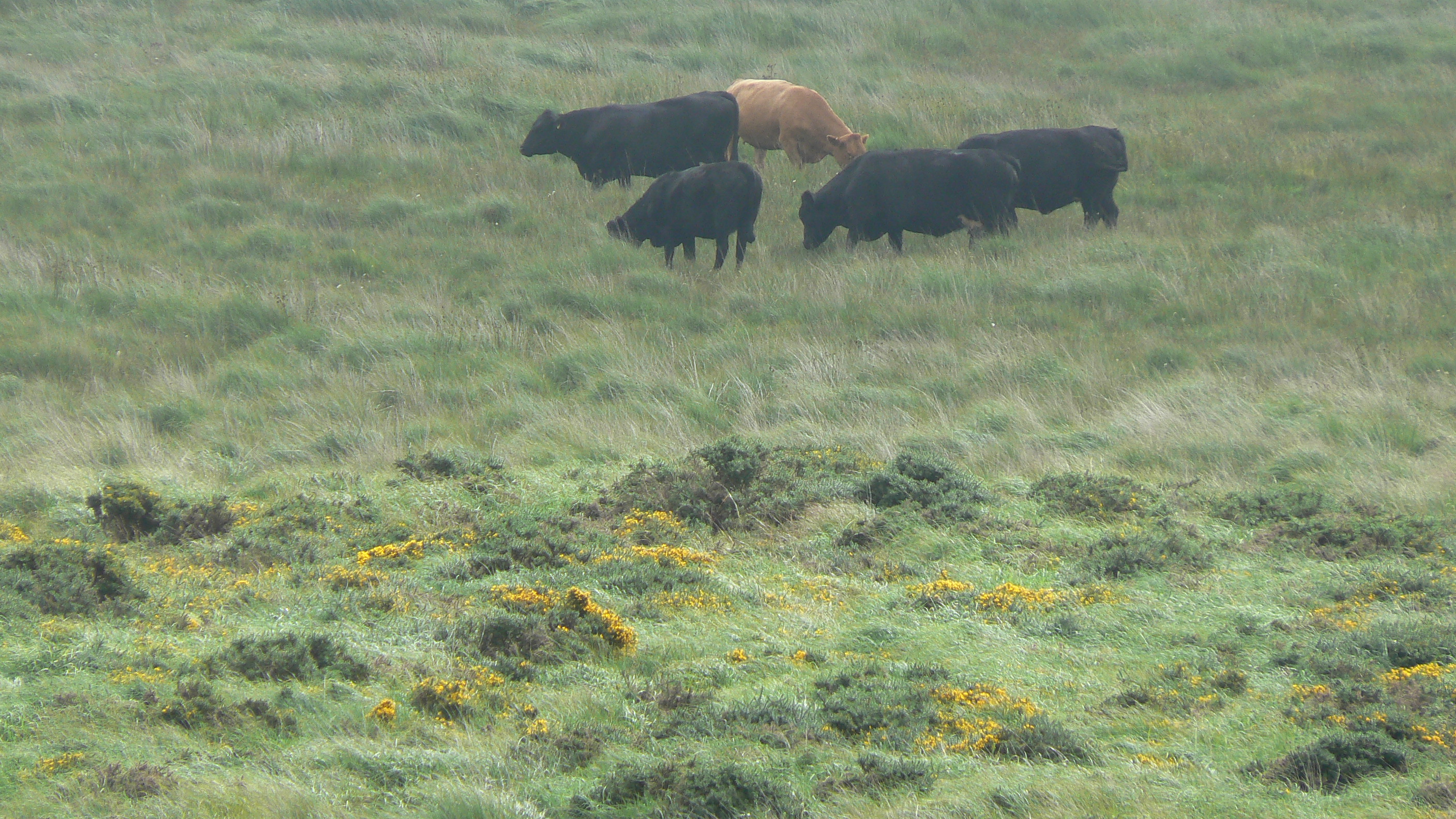 Wild Beef’s sustainable farming celebrated in national ‘Thoughtful ...