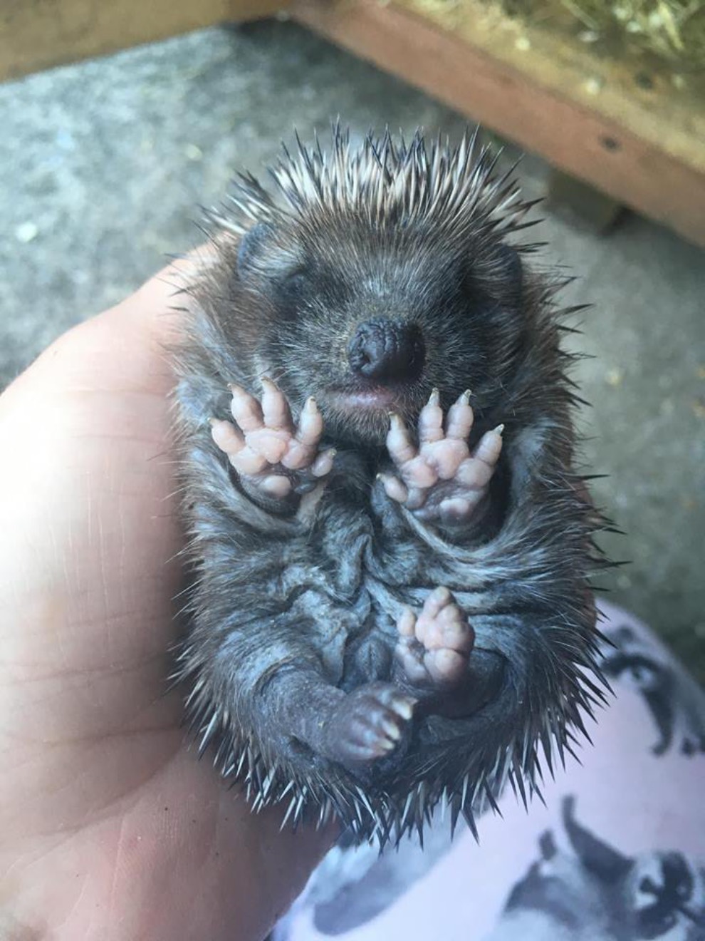 Hoglet baby boom in Exeter predicted following lockdown ‘summer of love ...
