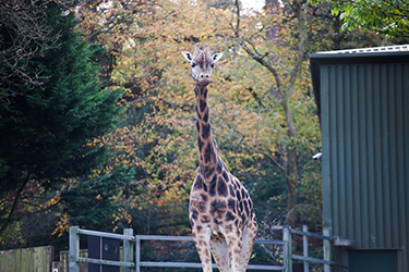 Giraffe death shocks zoo | The Exeter Daily