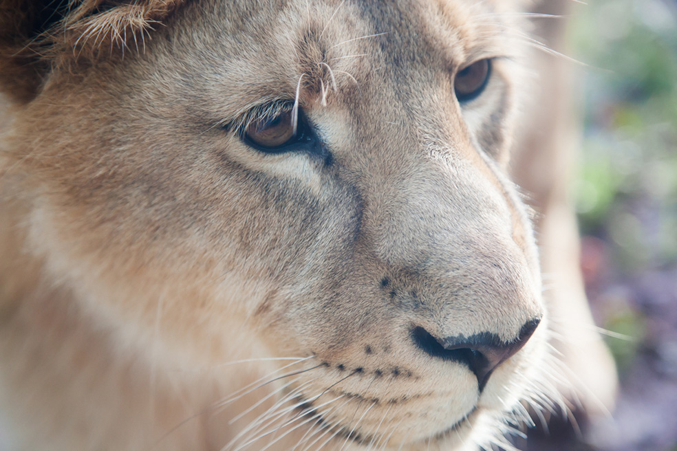 Zoo's TB restrictions lifted | The Exeter Daily