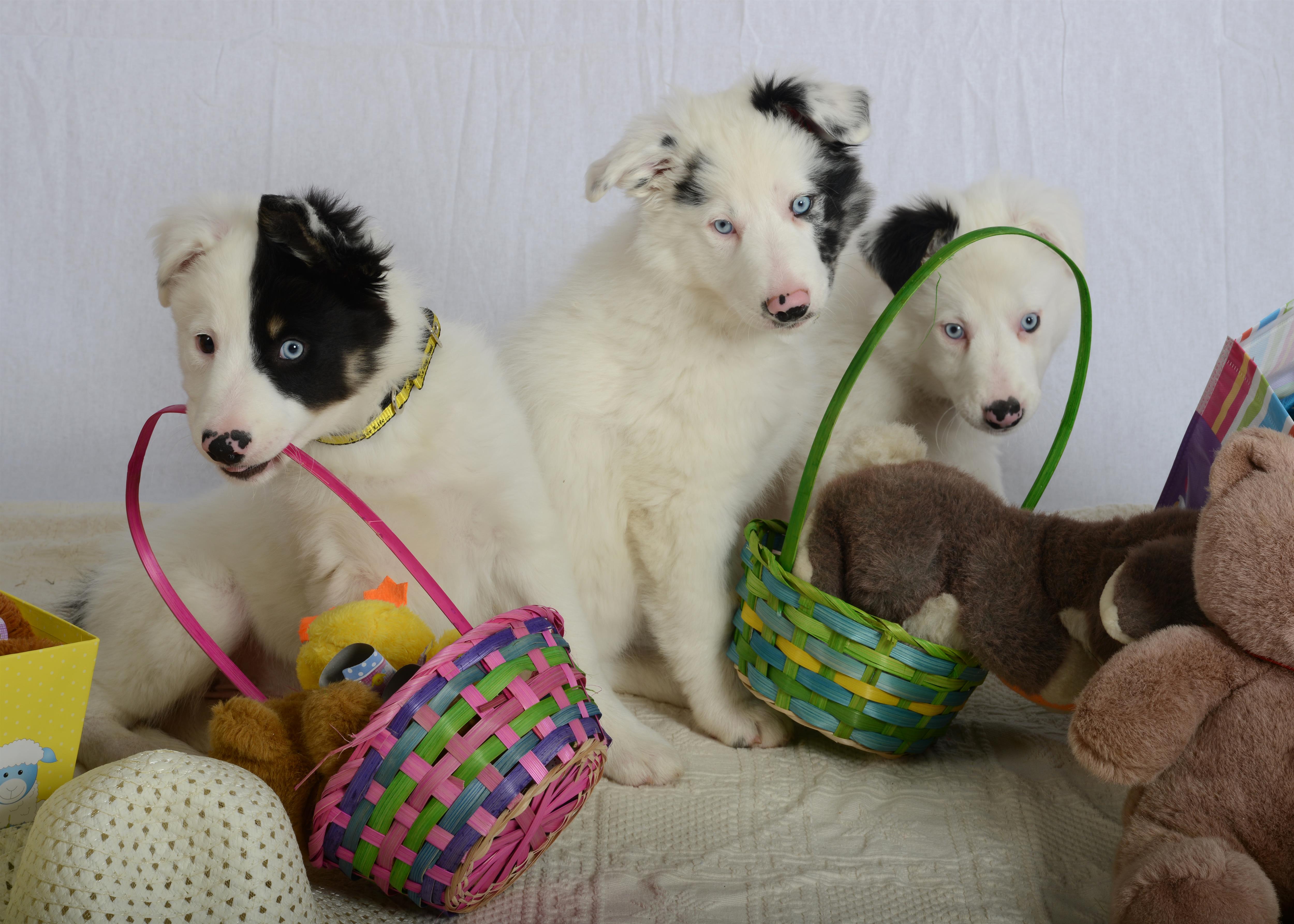Deaf puppies ready to follow the signs to loving new homes | The Exeter ...