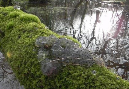 The mystery of the Roadford Lake 'tree frog spawn' solved | The Exeter ...