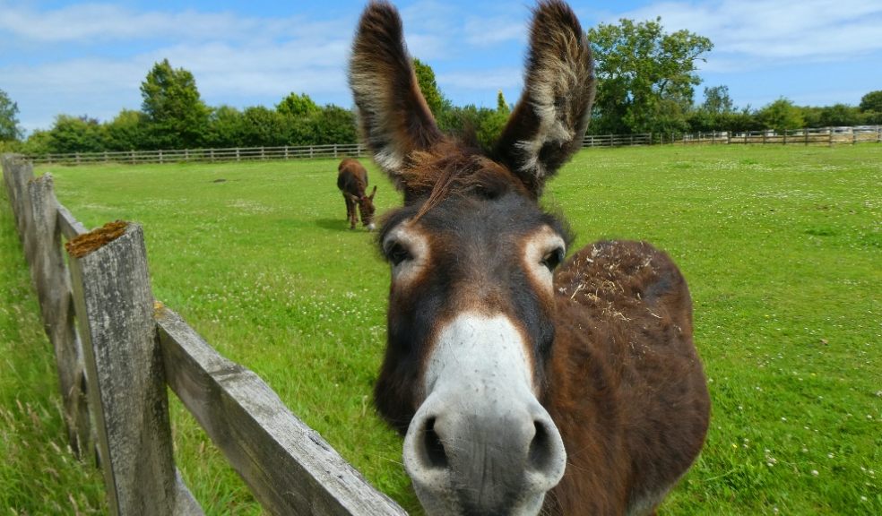 In need of a mood boost? This donkey livestream will increase your ...