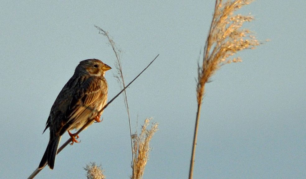 Countdown to the Big Farmland Bird Count | The Exeter Daily