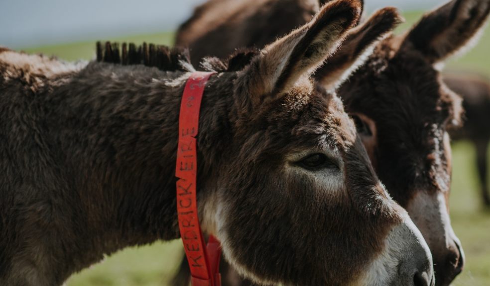 Donkeys revealed as a British favourite despite 'stubborn' myth | The ...