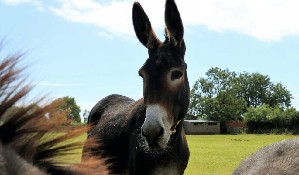 Help save donkeys and win with The Donkey Sanctuary Lottery | The ...