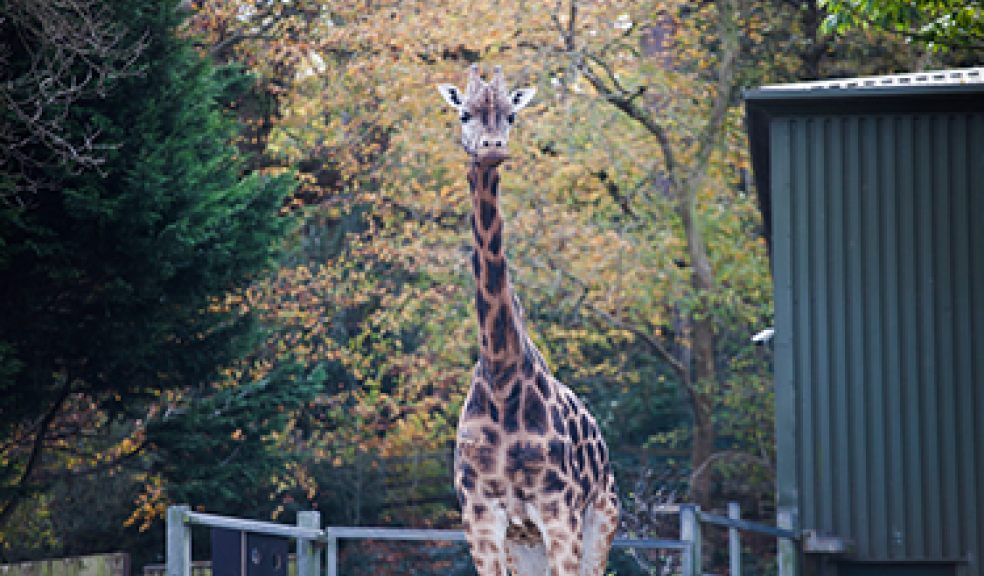 Giraffe death shocks zoo | The Exeter Daily